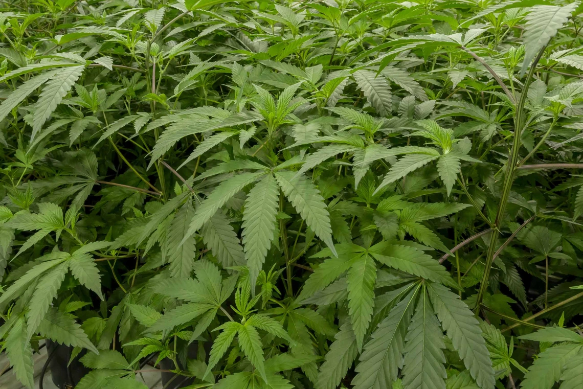 POLITICIANS ENGAGE IN ILLICIT CULTIVATION OF CANNABIS IN CHIFWEMA AREA ...